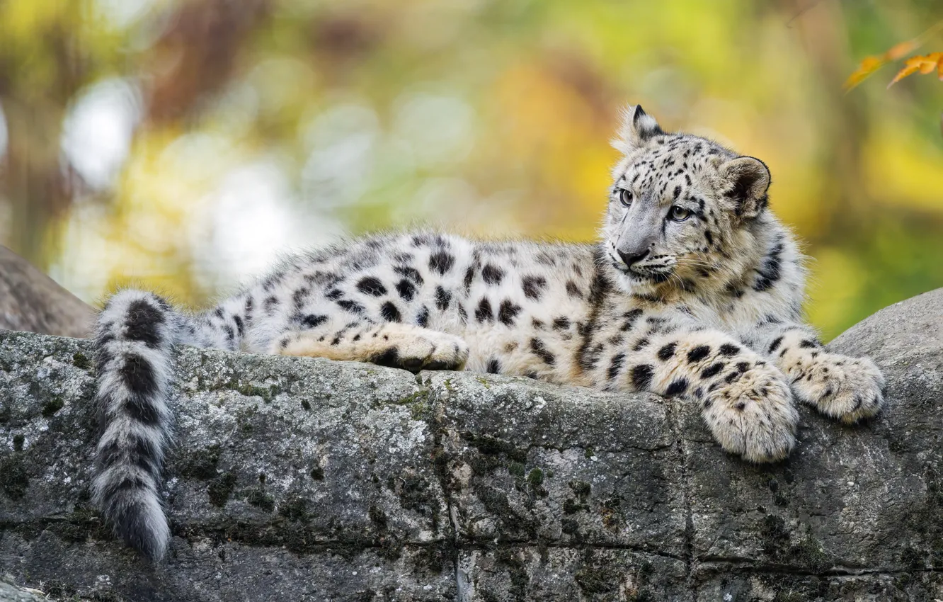 Wallpaper trees, IRBIS, snow leopard, cub for mobile and desktop ...