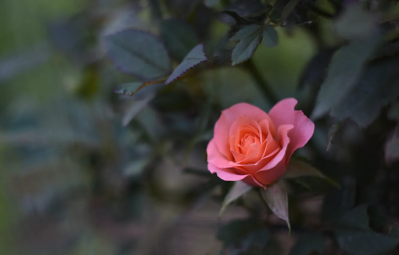 Wallpaper summer, flowers, roses for mobile and desktop, section цветы ...