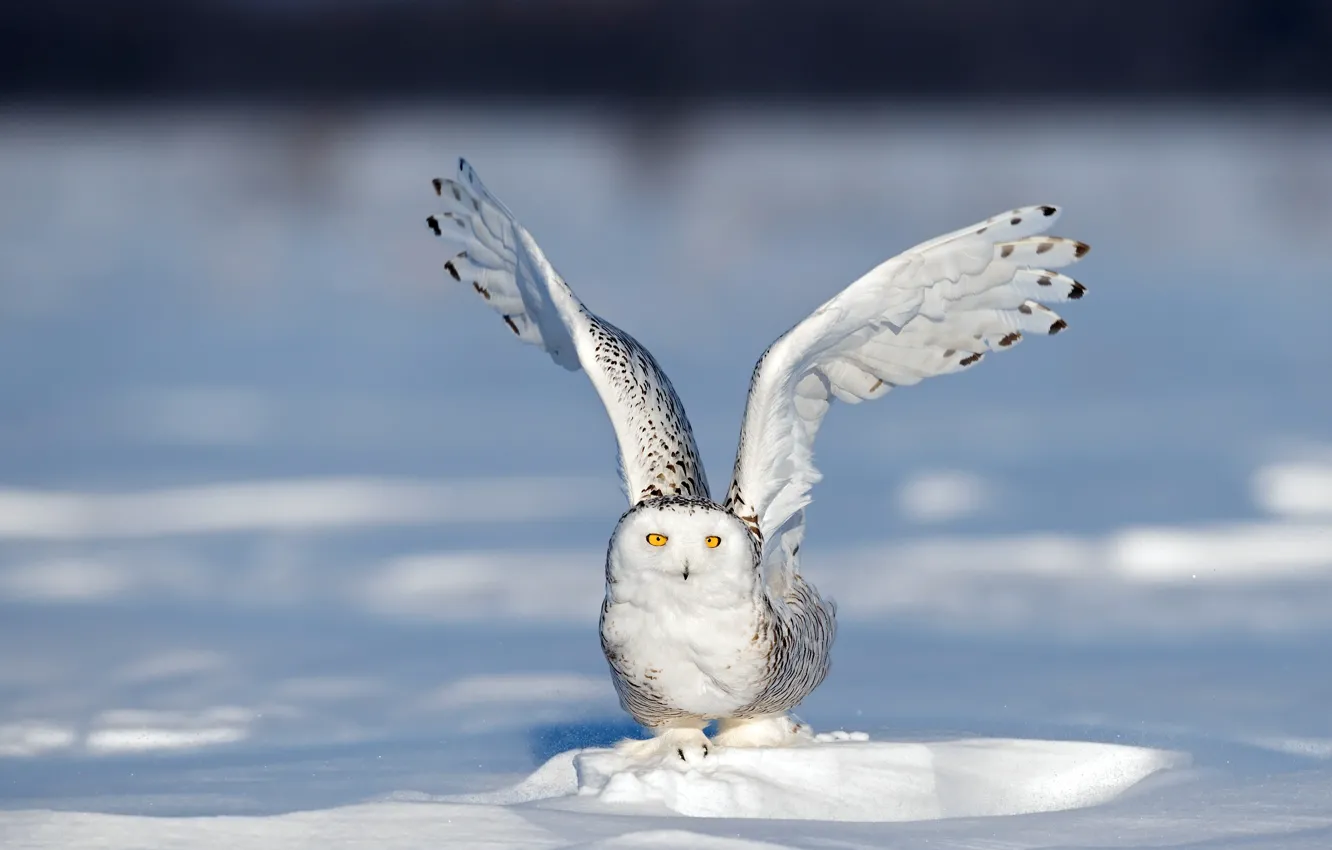 Wallpaper Canada, Canada, QC, snowy owl, Quebec City, Icy Field, The ...
