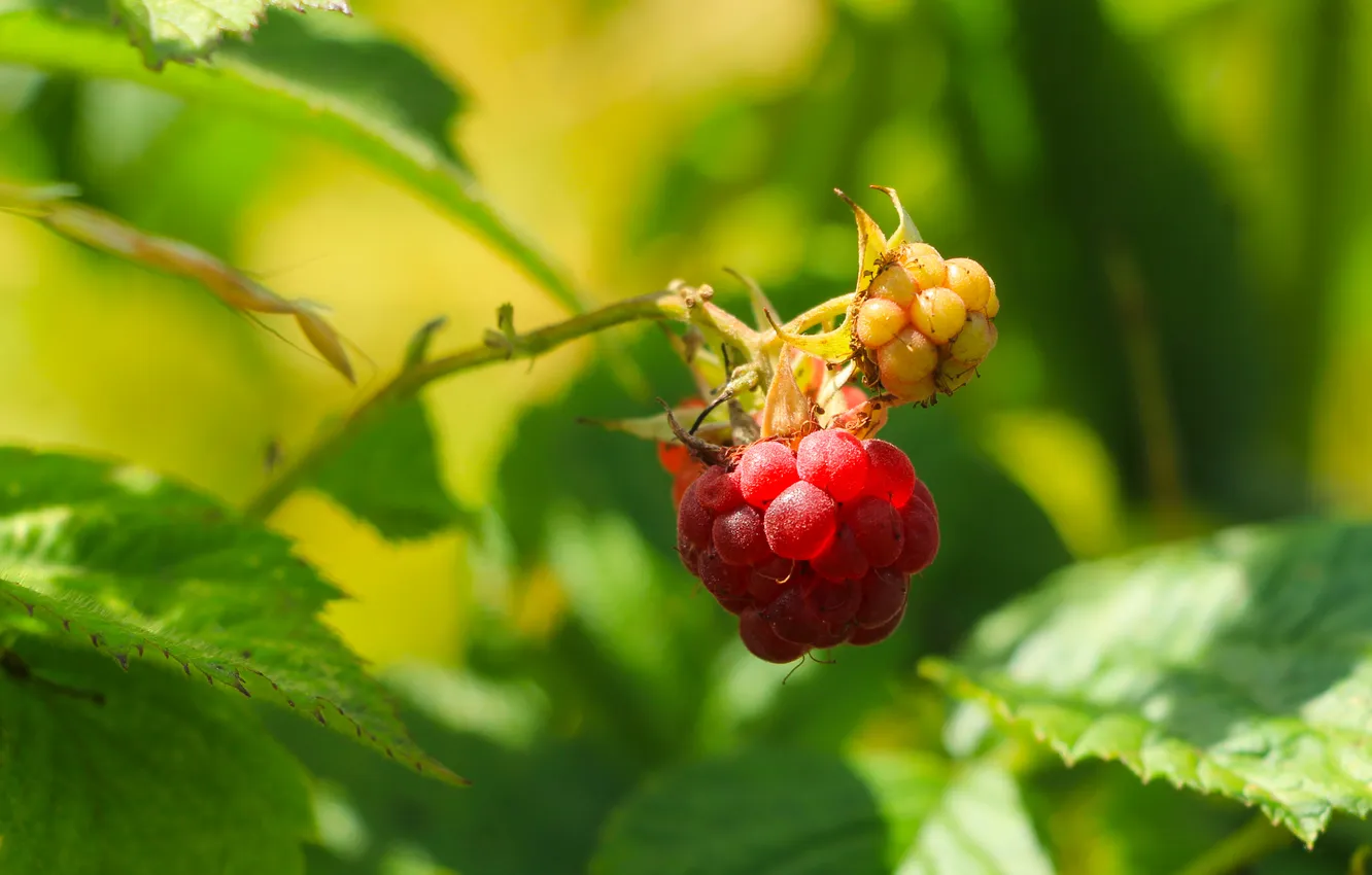 Wallpaper red, fruit, raspberries for mobile and desktop, section ...