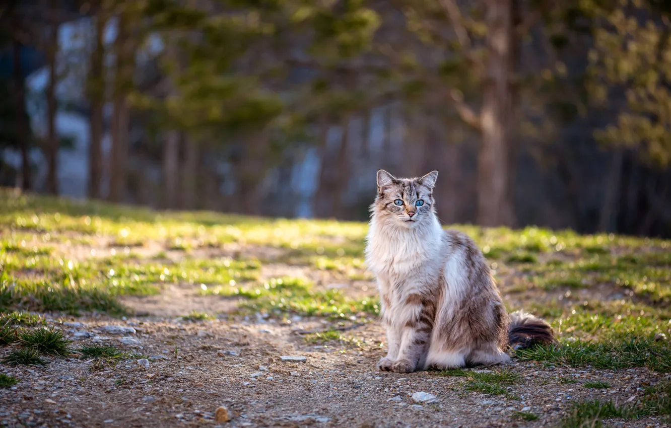 Wallpaper forest, cat, cat, Park for mobile and desktop, section кошки ...