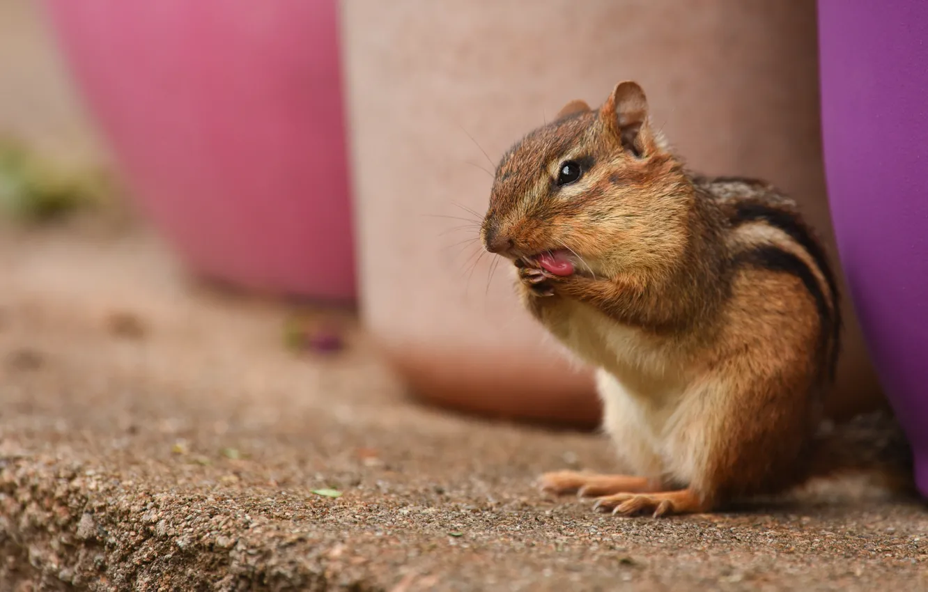 Wallpaper language, look, pose, legs, garden, animal, Chipmunk, face ...