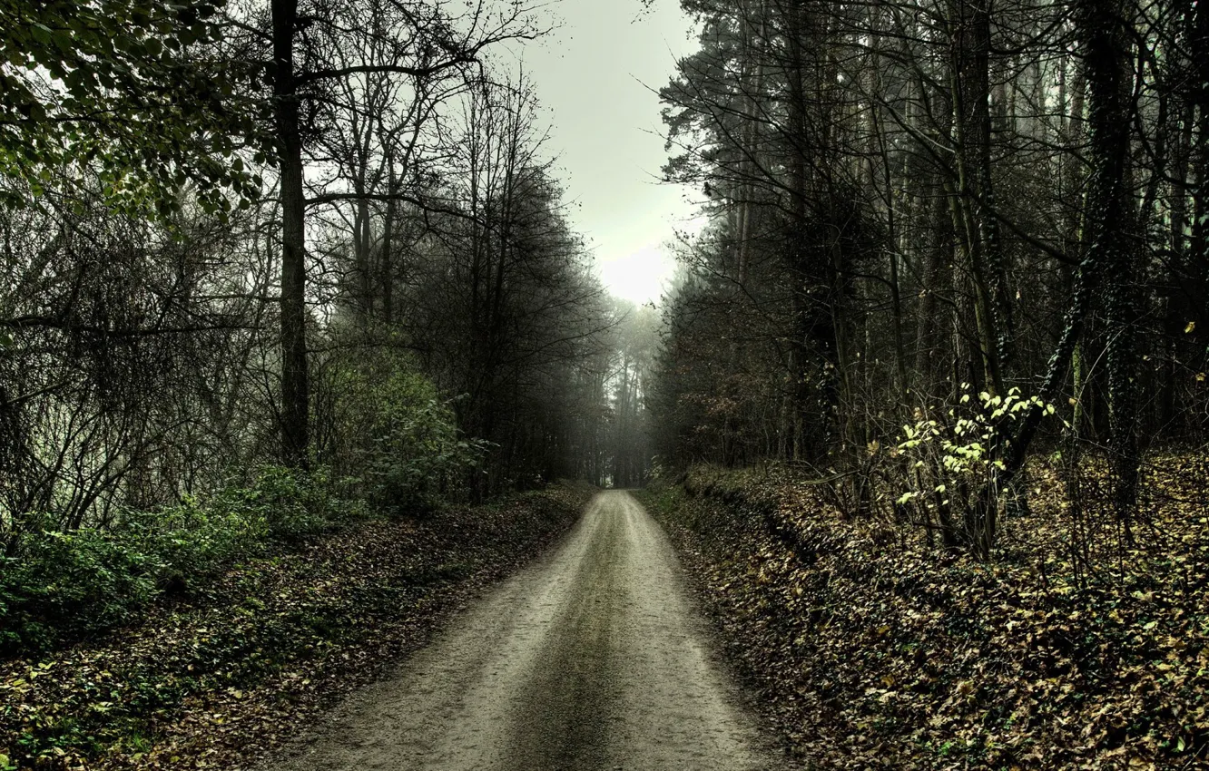 Wallpaper road, forest, overcast for mobile and desktop, section ...