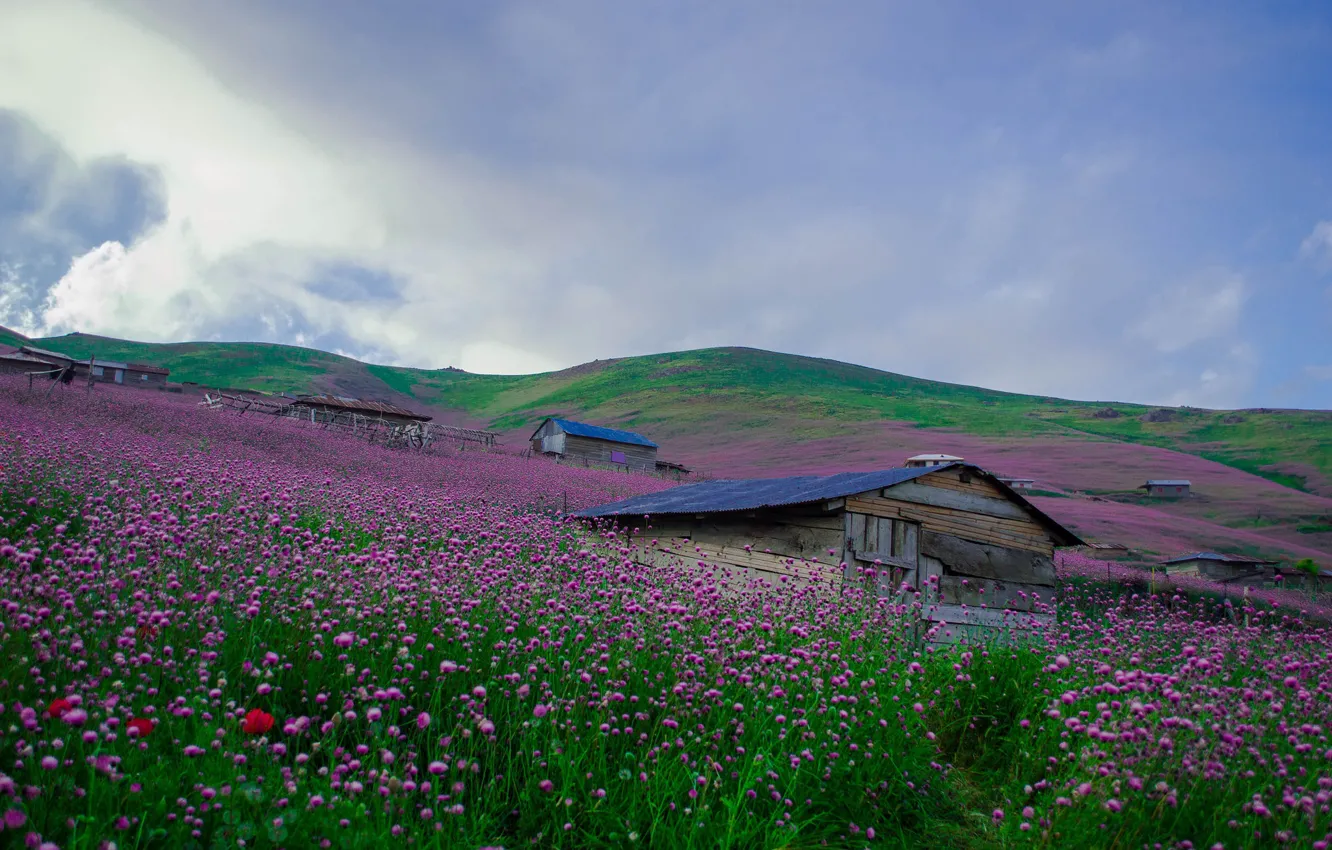Wallpaper field, the sky, flowers, mountains, slope, meadow, house for ...