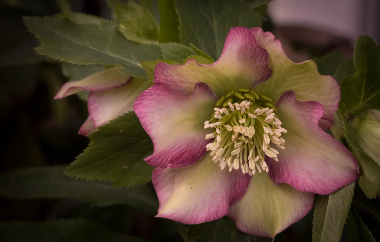 Wallpaper macro, hellebore, Helleborus for mobile and desktop, section ...