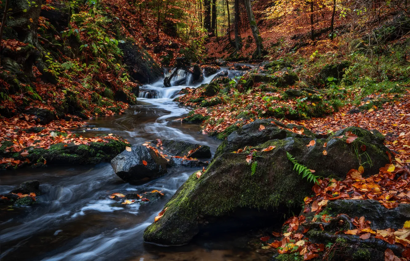 Wallpaper autumn, forest, stream, stones, Germany, Germany, fallen ...