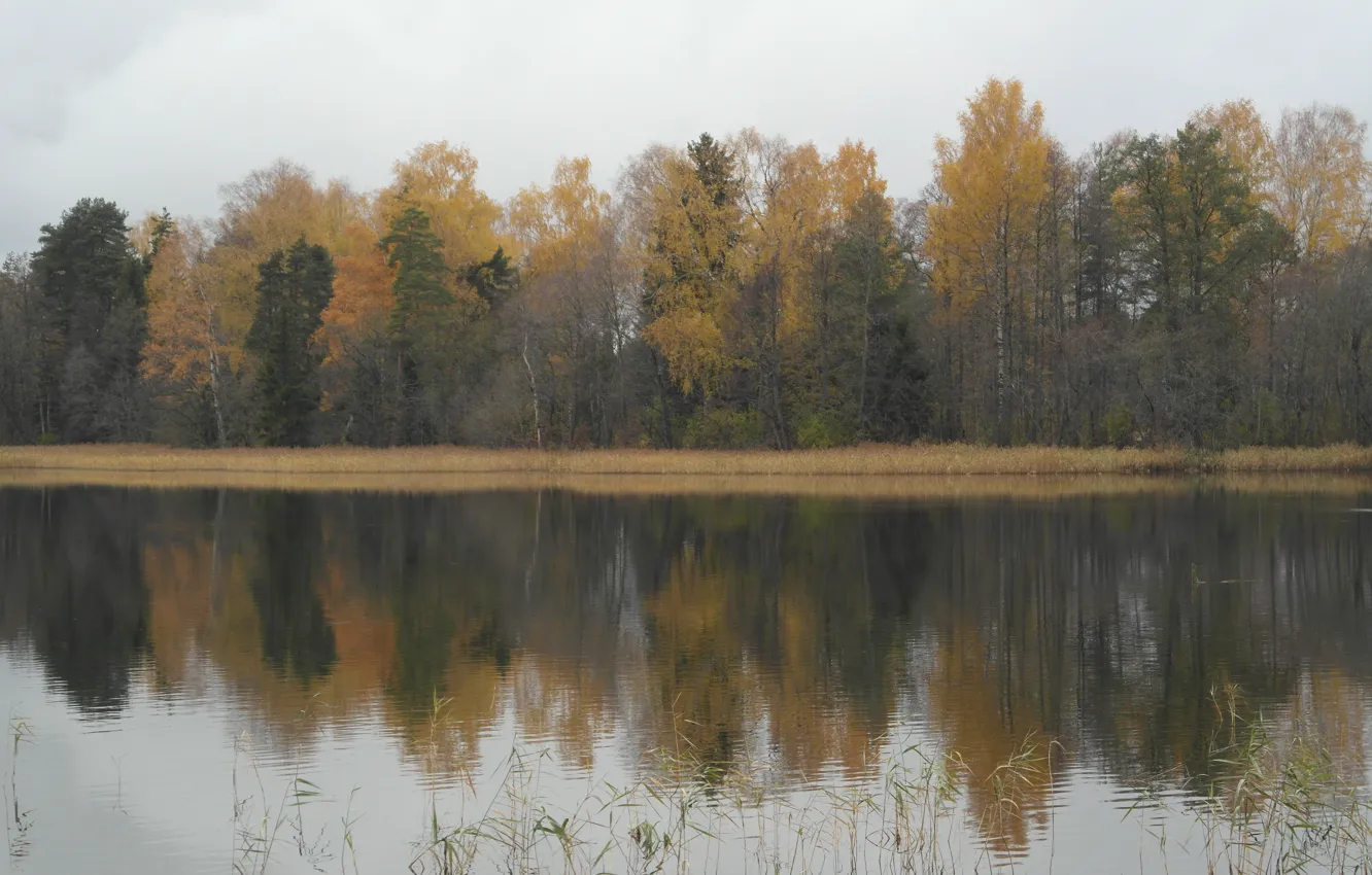 Wallpaper autumn, forest, nature, Lake, weather. for mobile and desktop ...