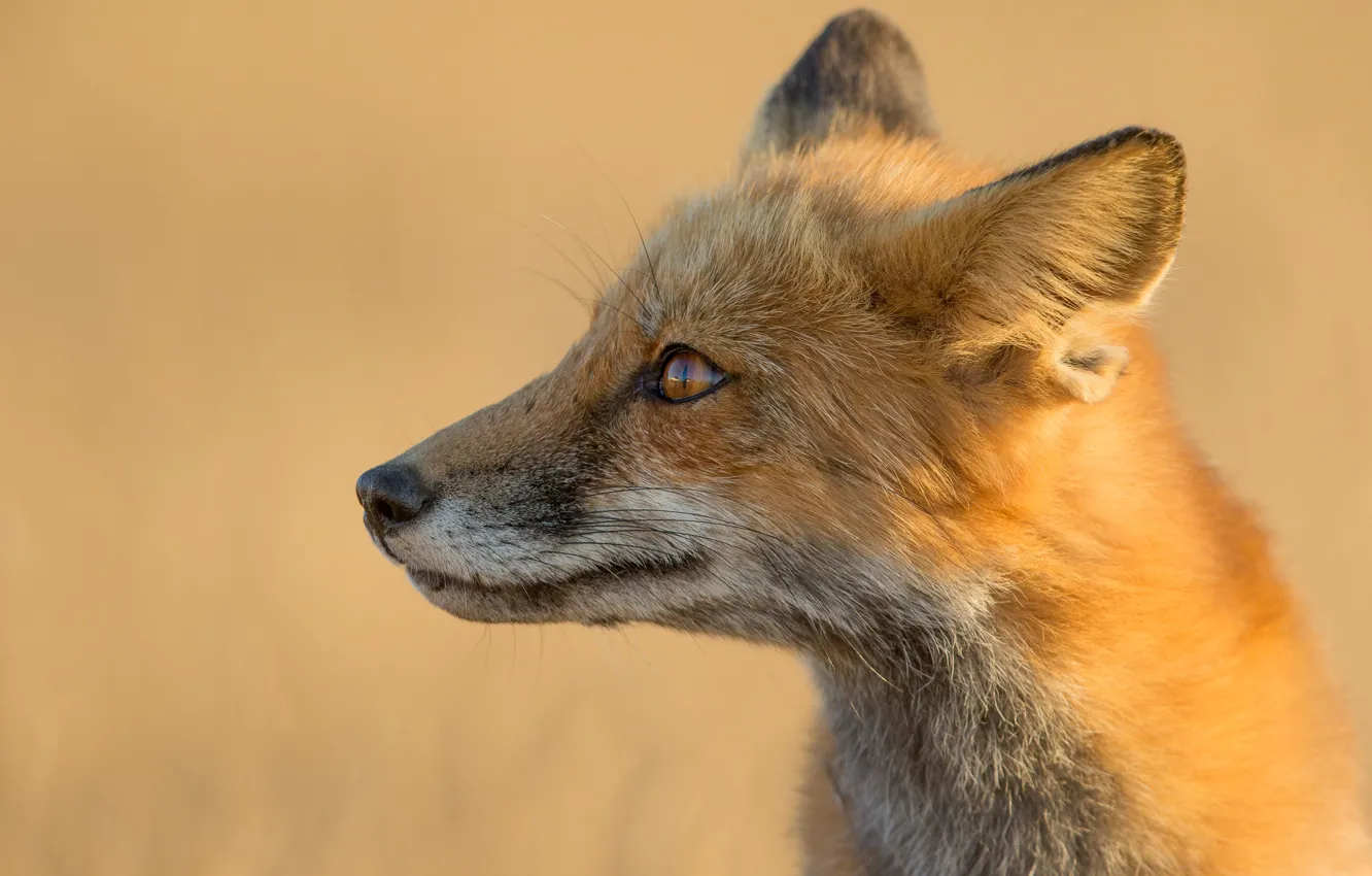 Wallpaper look, face, background, portrait, Fox, profile for mobile and ...