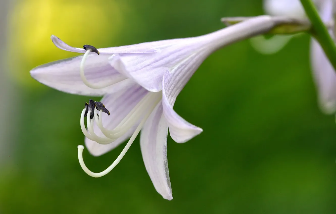 Wallpaper flower, green background, Mako for mobile and desktop ...