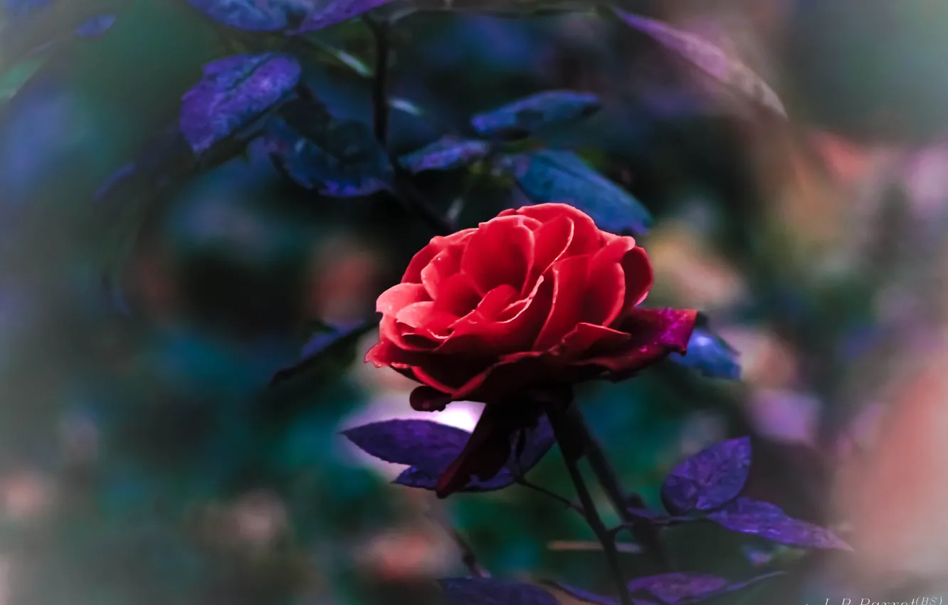 Wallpaper flowers, red, nature, rose, plants, the evening for mobile ...