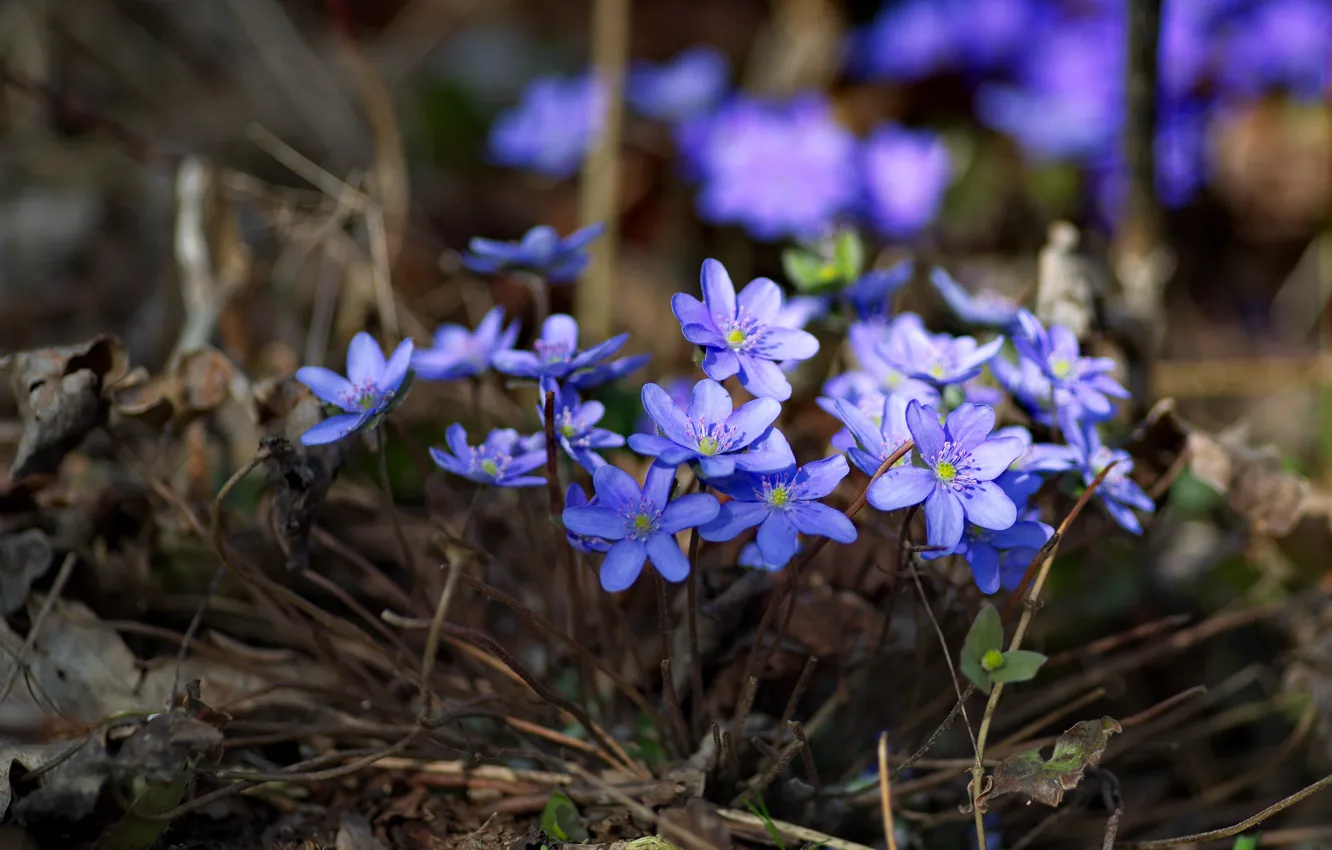 Wallpaper forest, flower, spring images for desktop, section природа ...