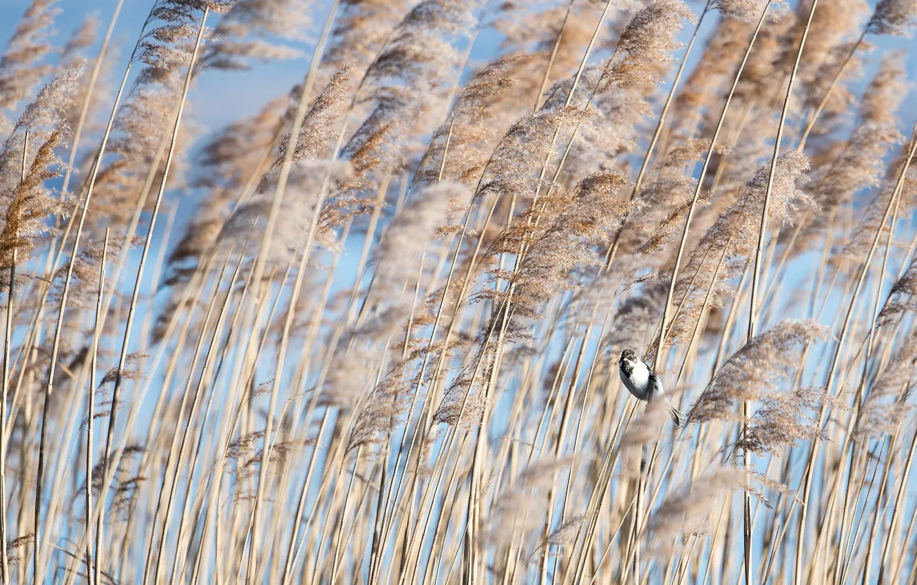 Wallpaper nature, bird, reed for mobile and desktop, section природа ...