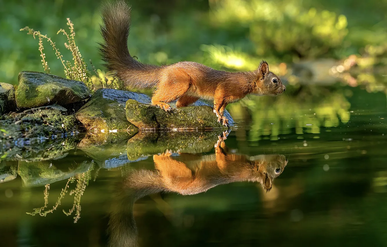 Wallpaper light, pose, reflection, stones, shore, protein, pond, mirror ...