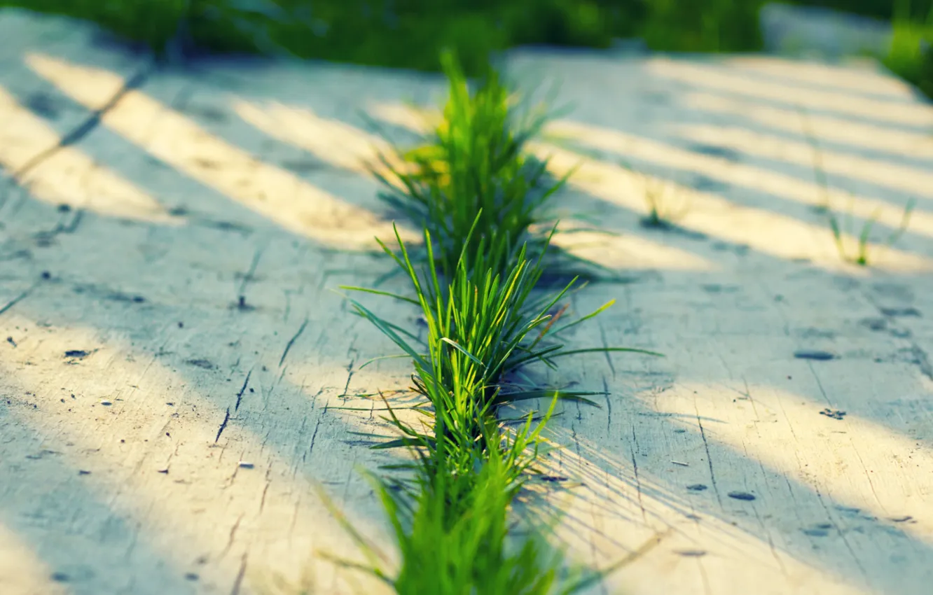 Wallpaper Greens Summer Grass Macro Board Grass For Mobile And