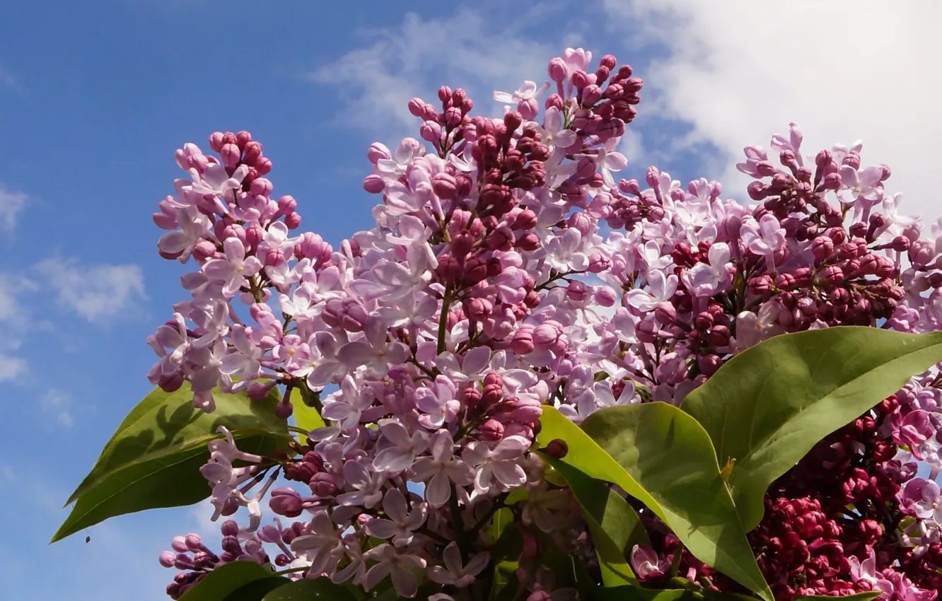 Wallpaper flower, spring, lilac, blooming for mobile and desktop ...