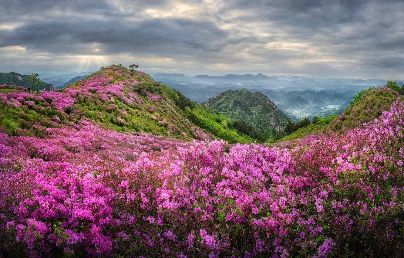 Wallpaper flowers, mountains, slope, pink, rhododendrons for mobile and ...