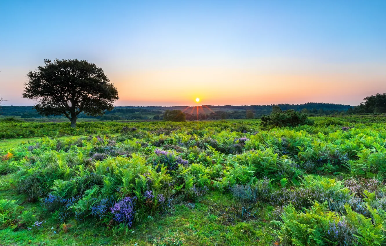 Wallpaper field, the sky, trees for mobile and desktop, section пейзажи ...