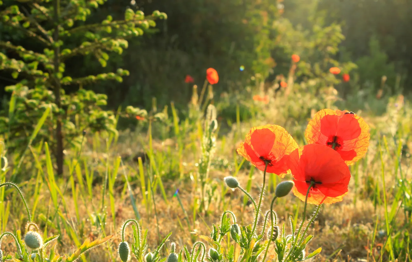 Wallpaper red, flower, poppy, meadow for mobile and desktop, section ...