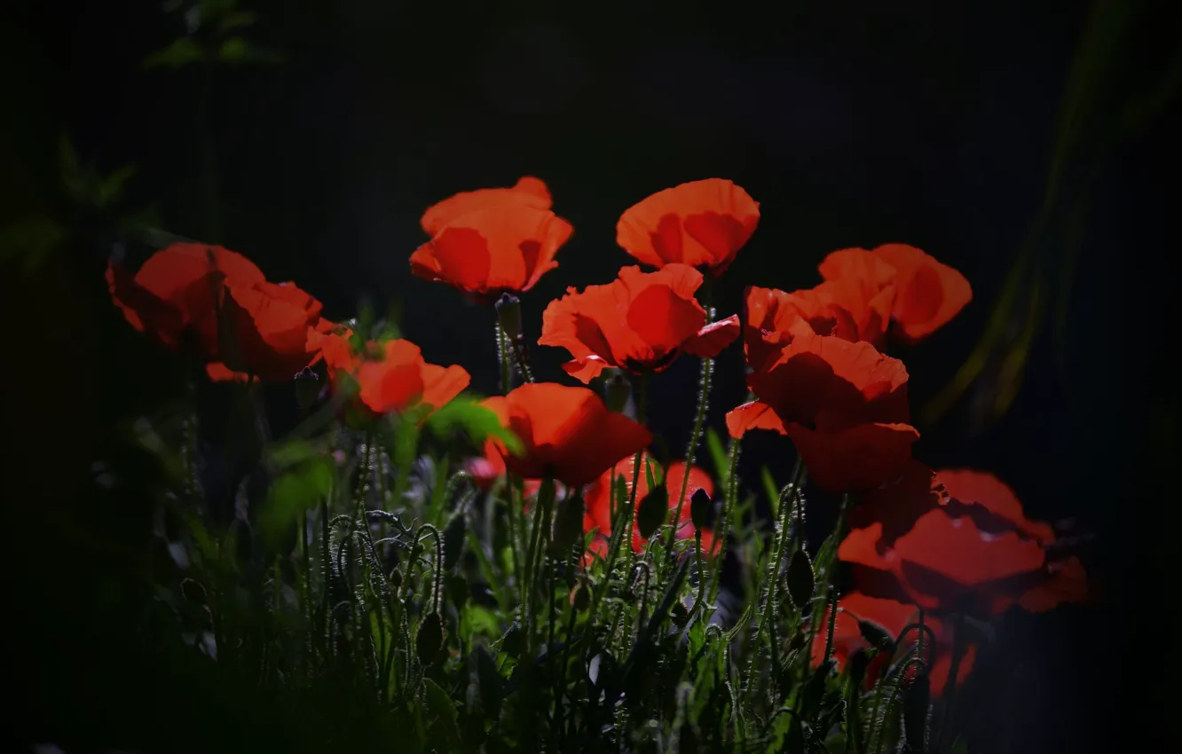 Wallpaper flowers, Maki, red, black background for mobile and desktop ...