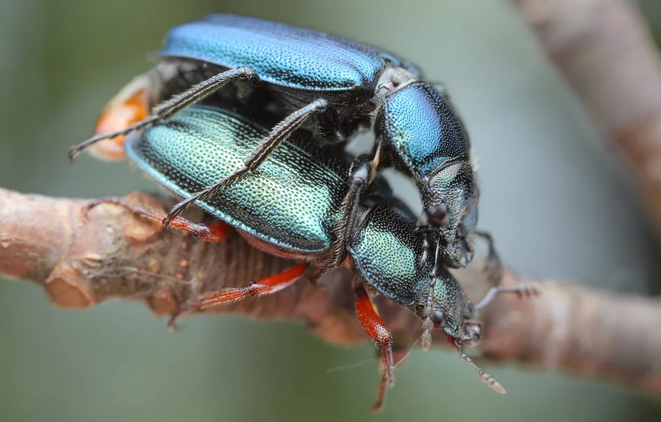 Wallpaper a couple, bugs, pairing, bugs, blue, insects, macro, branch ...