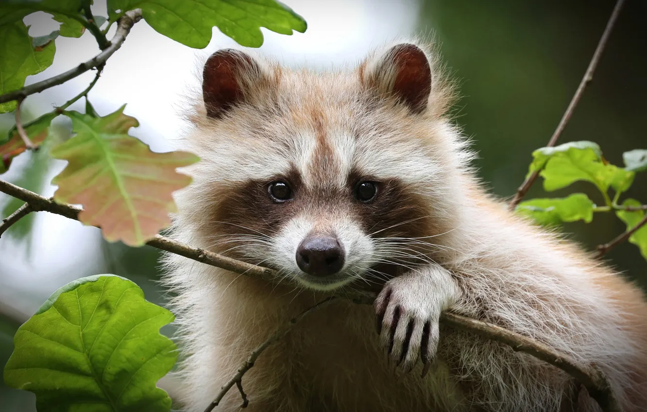 Wallpaper look, branches, portrait, raccoon, face for mobile and ...