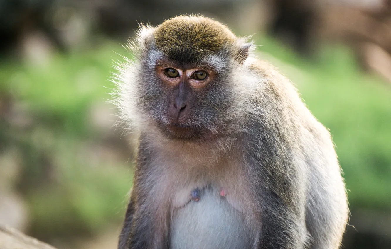 Wallpaper monkey, animal, portrait, mammal, malaysia, kuantan images ...