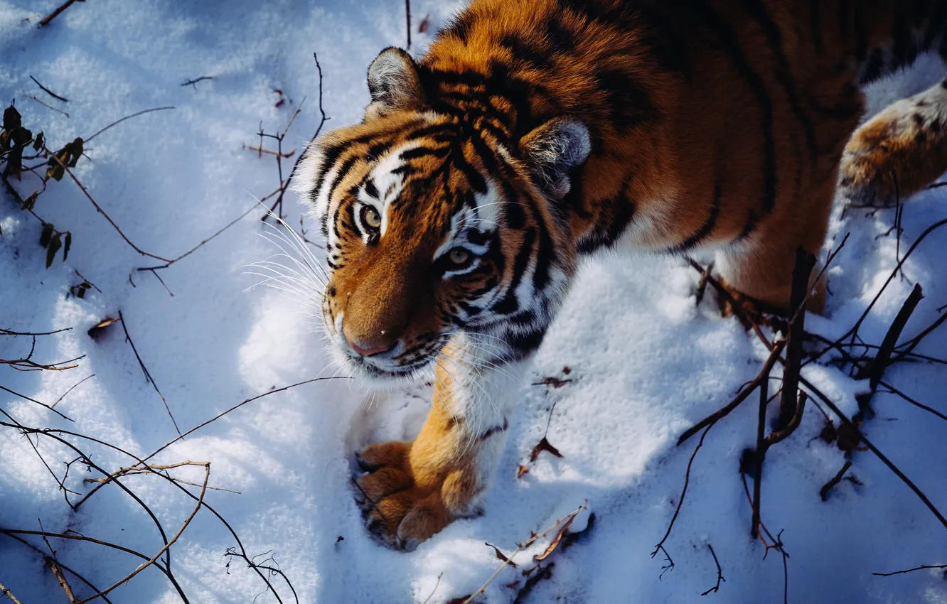 Wallpaper look, snow, predator, wild cat, The Amur tiger for mobile and ...
