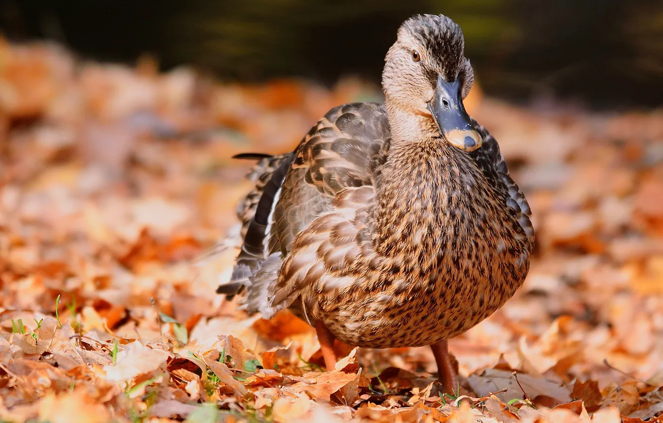 Wallpaper autumn, look, leaves, nature, background, bird, foliage, duck ...