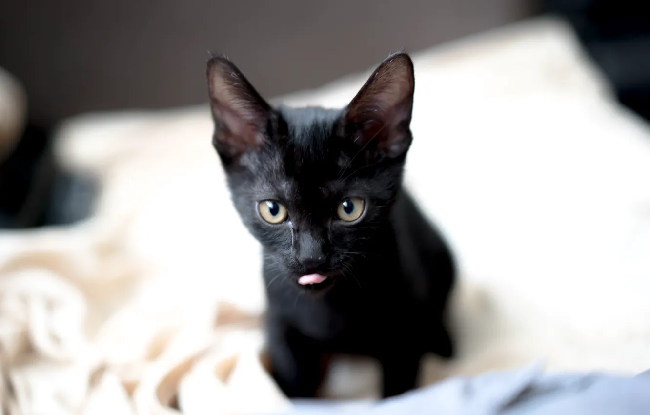 Wallpaper language, black, cat, baby images for desktop, section кошки ...