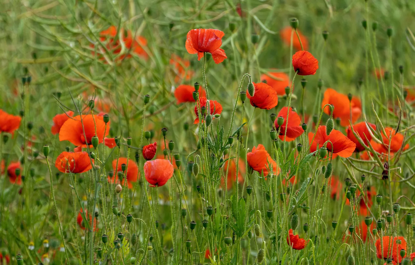 Wallpaper summer, flowers, Maki, red, green background for mobile and ...