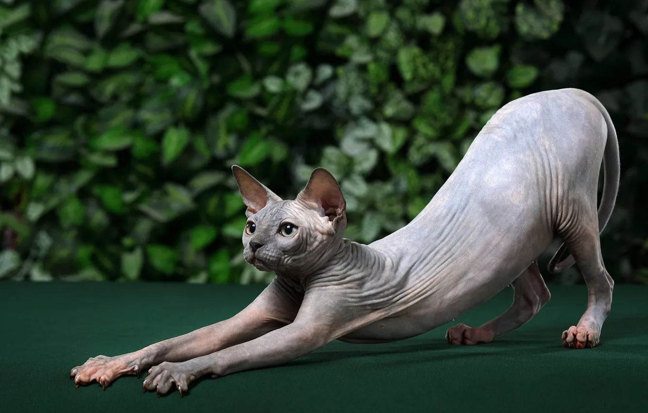 Wallpaper cat, cat, leaves, pose, grey, stretching, Sphinx, Studio for ...