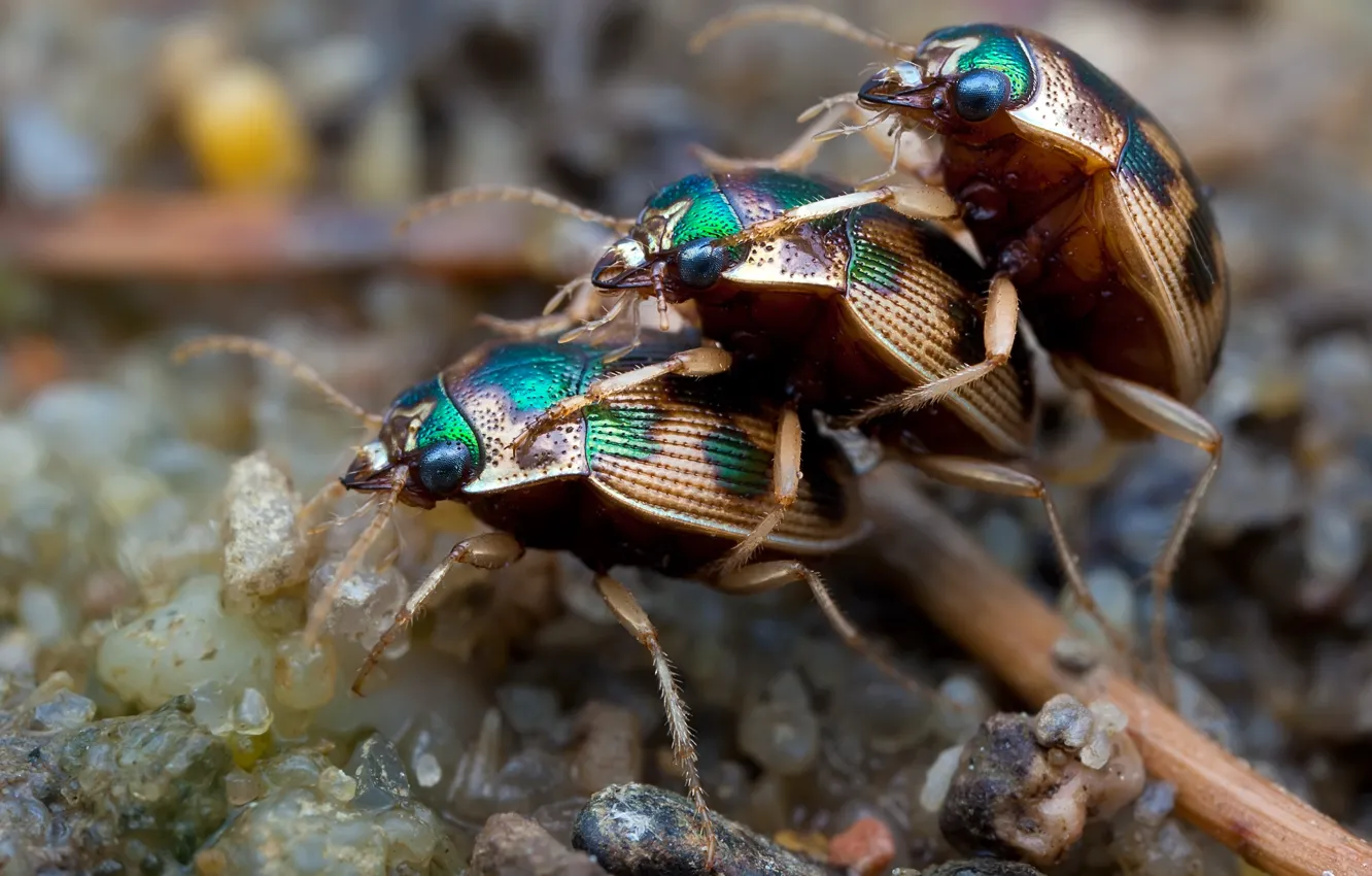 Wallpaper erotic, macro, love, insects, background, spring, bugs, three ...