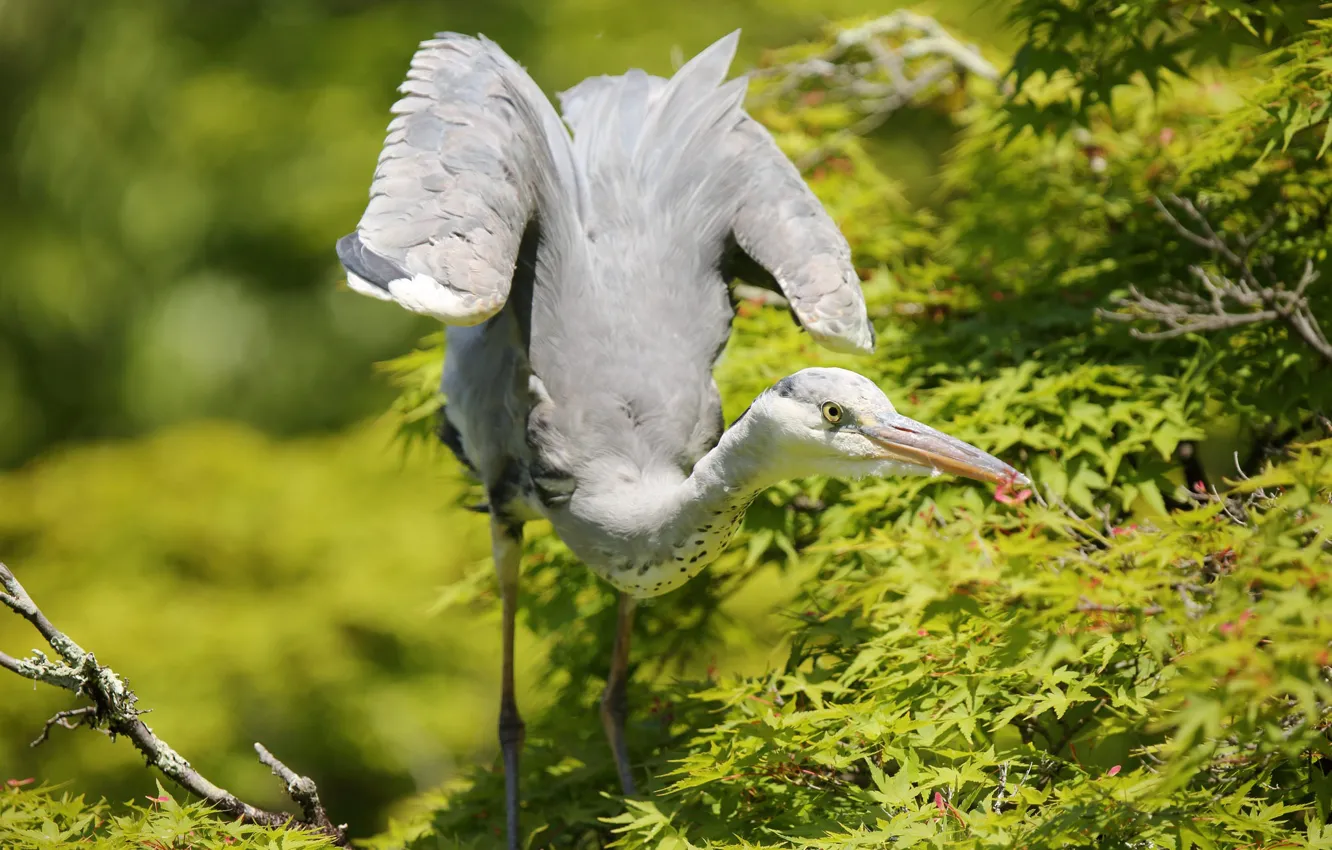 Wallpaper bird, Weed, Heron for mobile and desktop, section животные ...