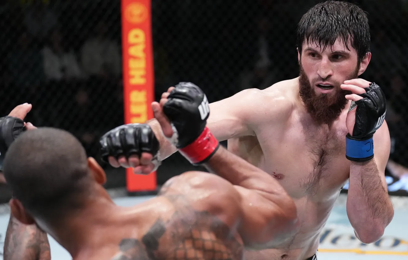 Wallpaper ufc, Magomed Ankalaev, Magomed Ankalaev, Thiago Santos for ...