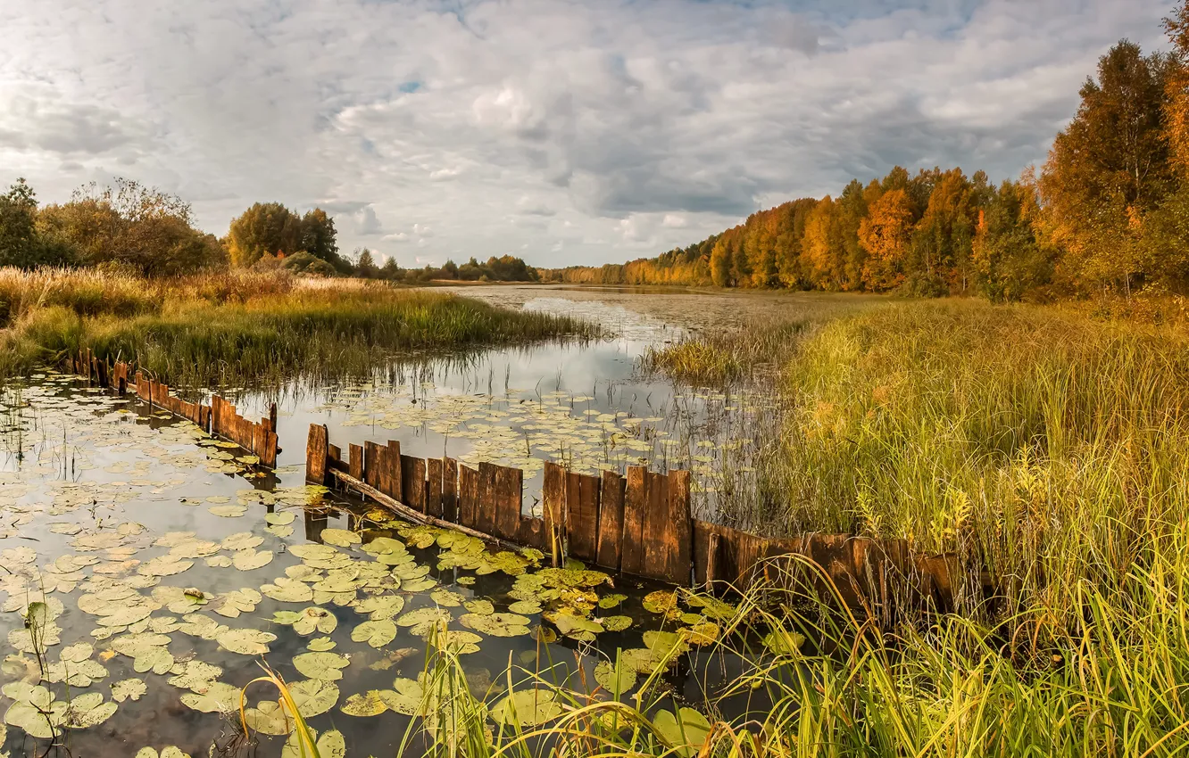 Wallpaper autumn, forest, grass, lake, the fence, barrier, duct for ...