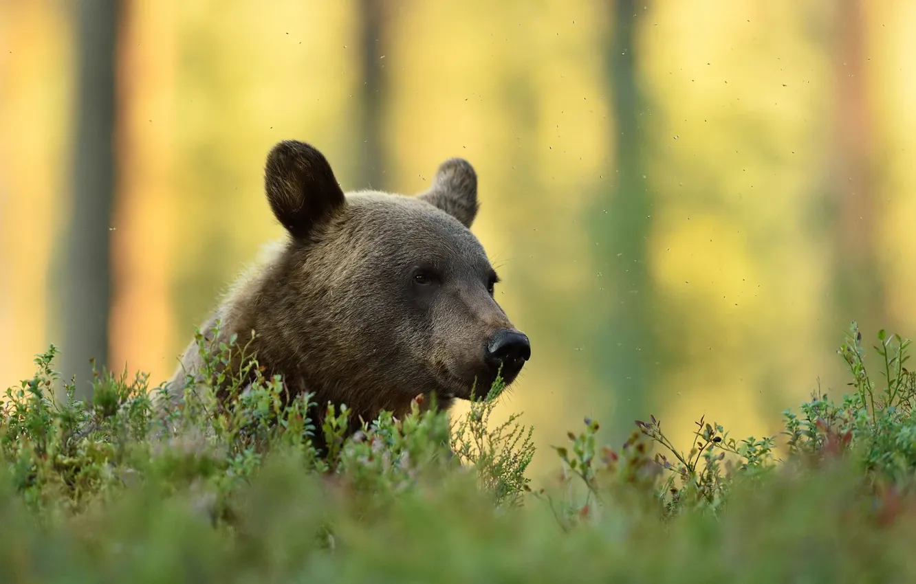 Wallpaper face, portrait, bear for mobile and desktop, section животные ...