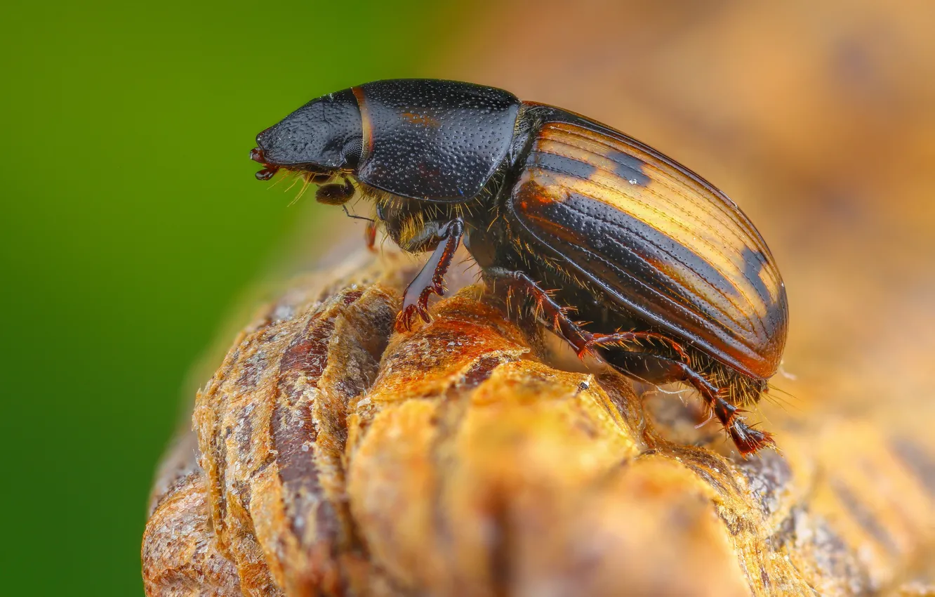 Wallpaper macro, bug, beetle, background, insect, Golden, brown for ...