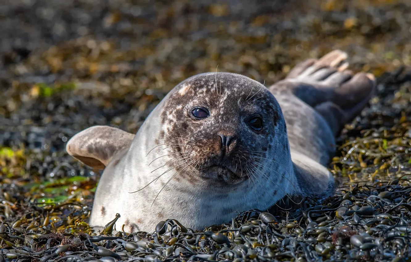 Wallpaper shore, seal, face, Navy seal, cub for mobile and desktop ...
