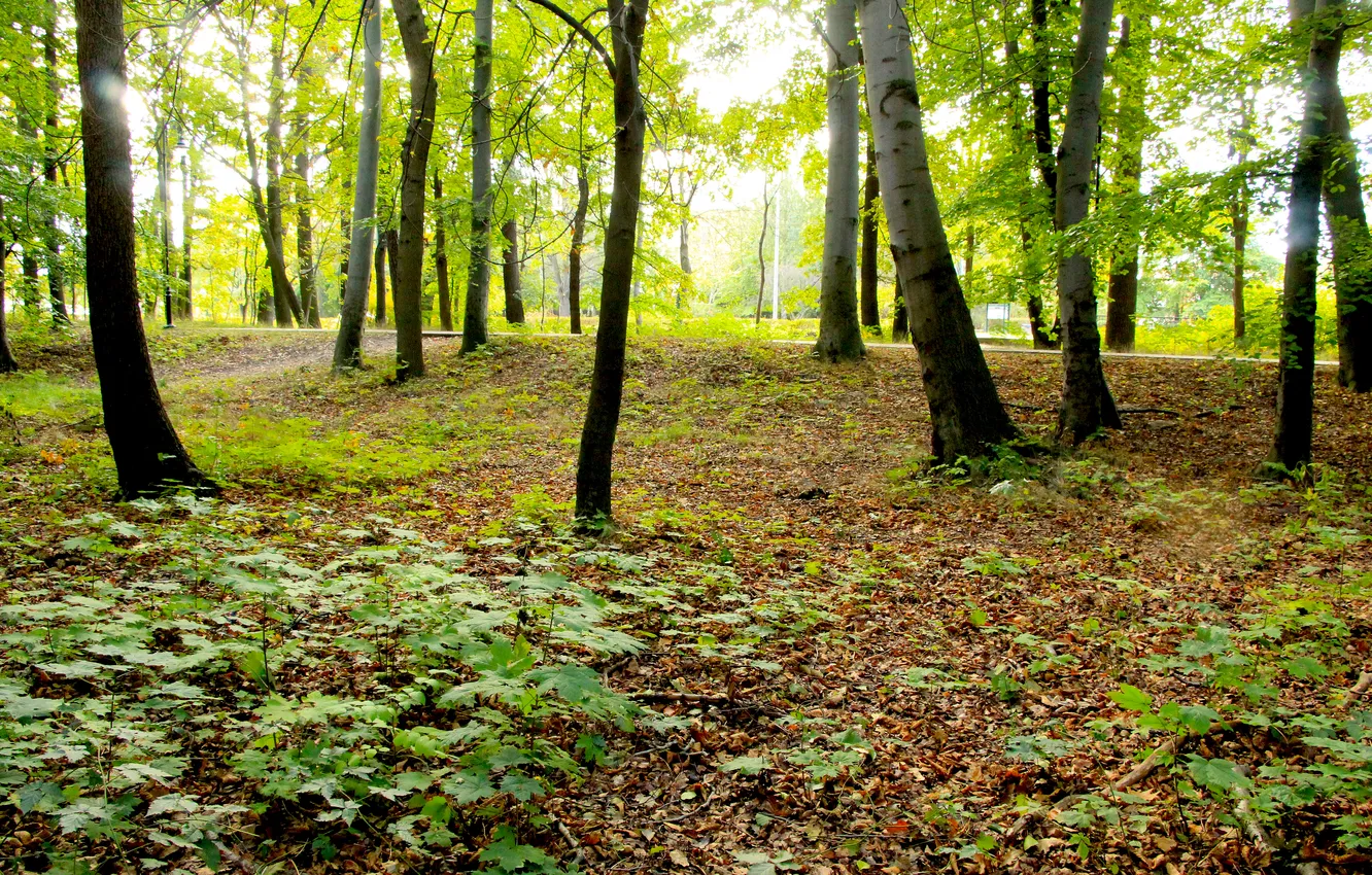 Wallpaper forest, trees, park, sun for mobile and desktop, section ...