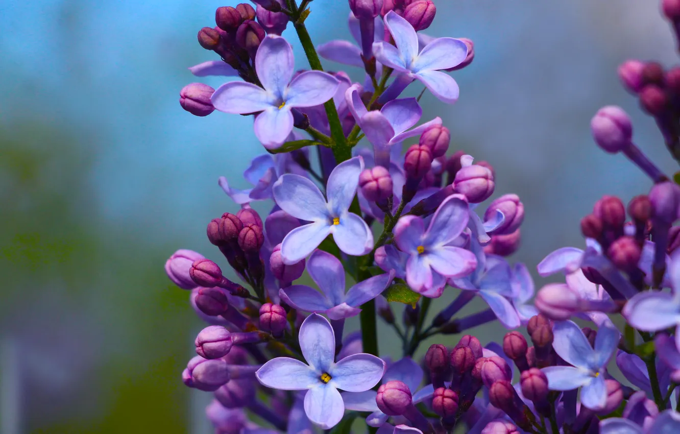 Wallpaper flower, spring, lilac for mobile and desktop, section природа ...