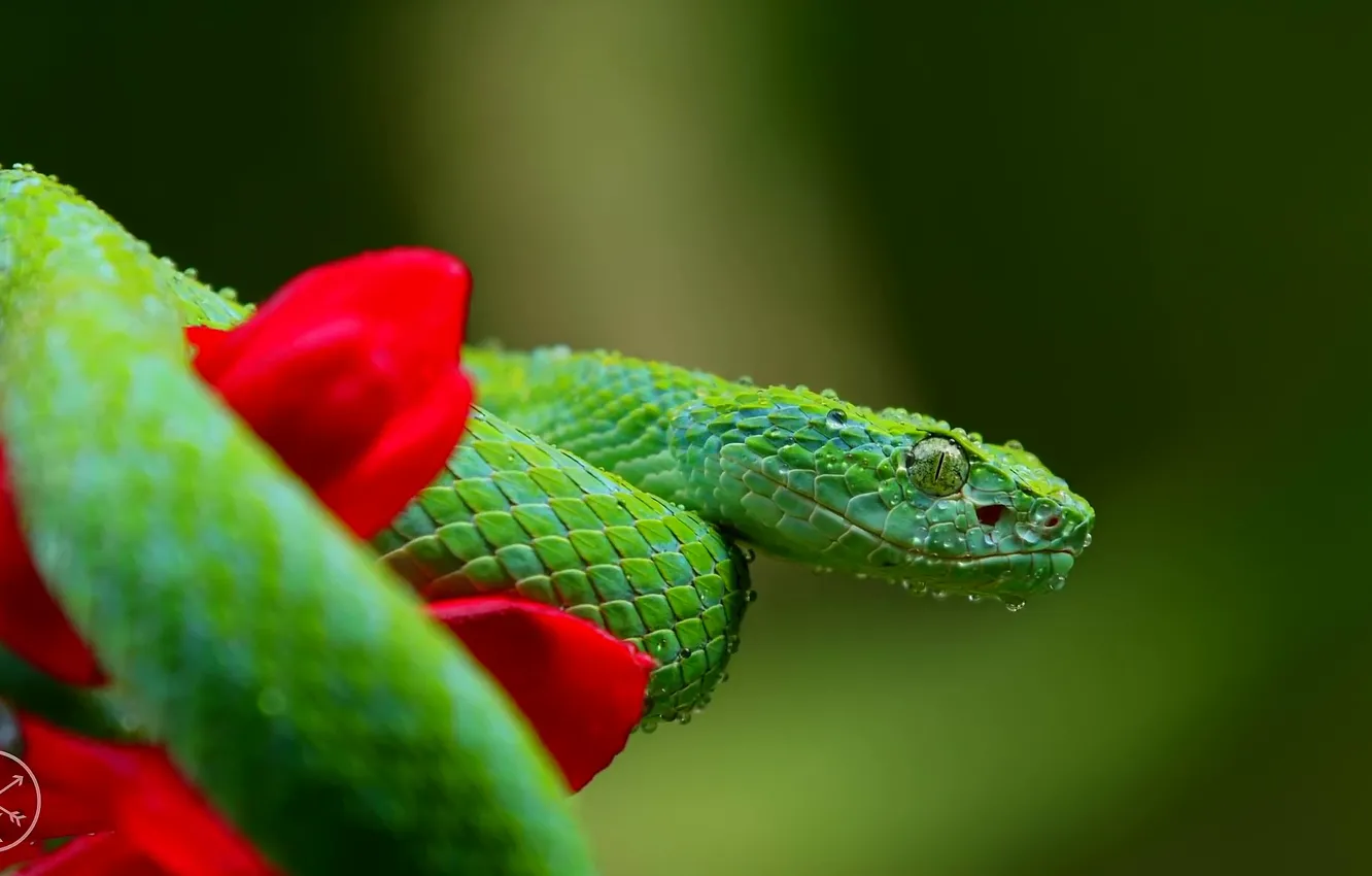 Wallpaper flower, macro, red, green, snake, scales, blur, u137 for ...