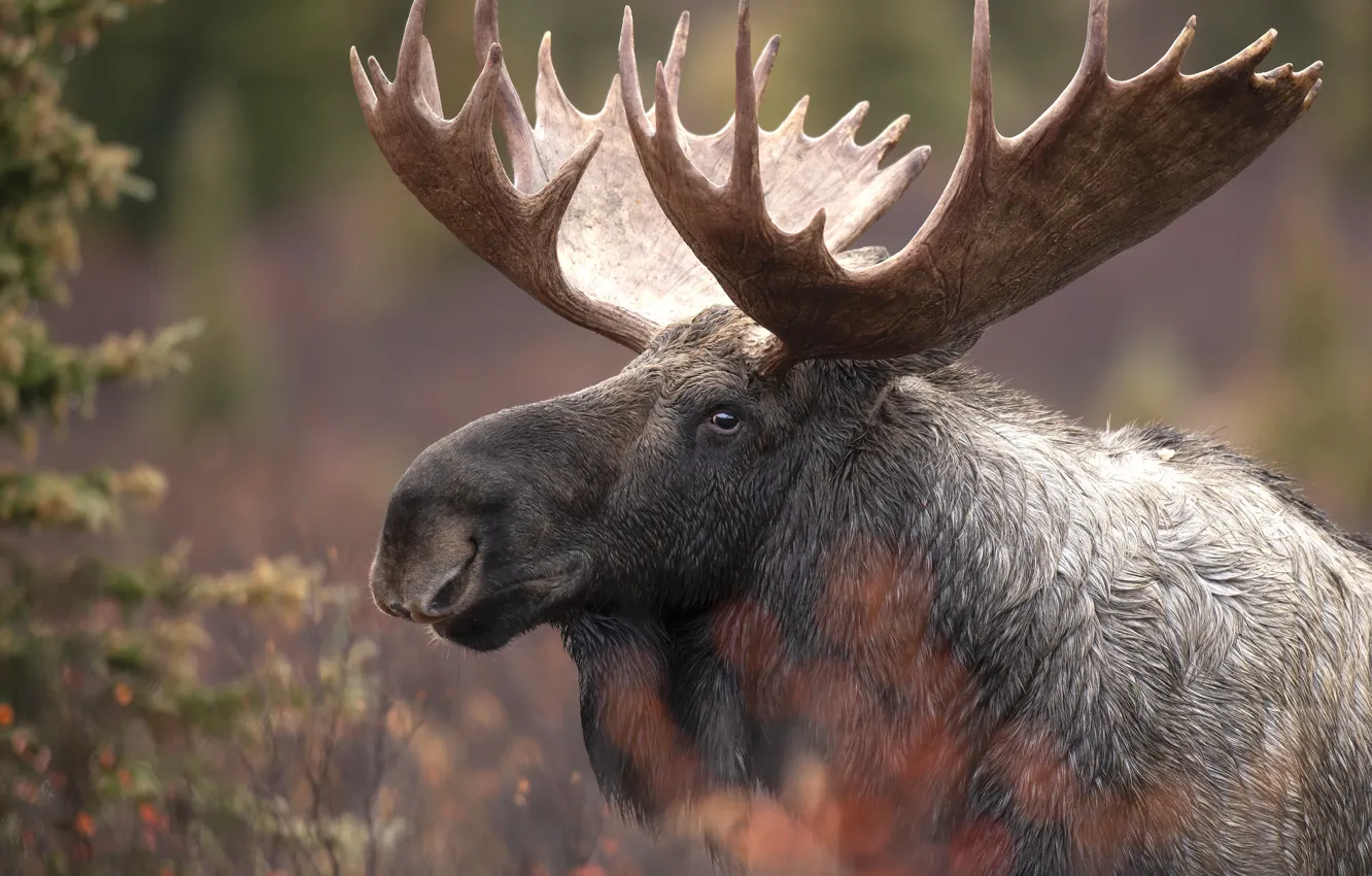 Wallpaper autumn, portrait, moose images for desktop, section животные ...