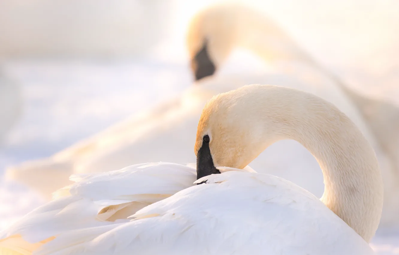 Wallpaper white, bird, swans for mobile and desktop, section животные, resolution 2048x1357 ...