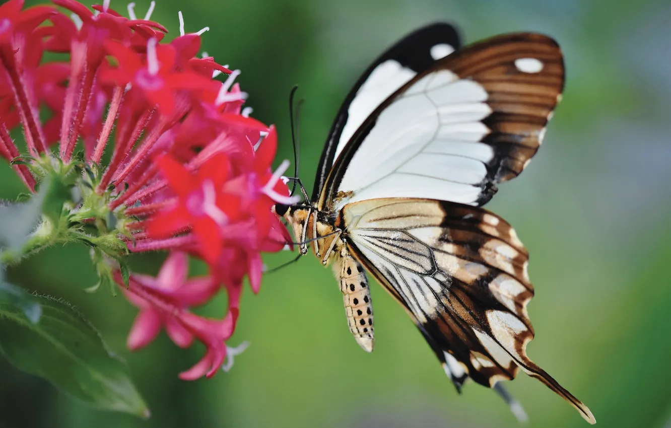 Wallpaper flowers, butterfly, wings for mobile and desktop, section ...