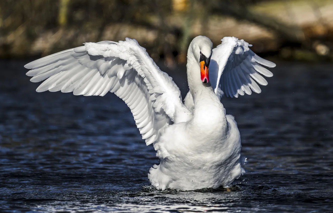 Wallpaper white, water, light, pose, bird, shore, swans, pond for mobile and desktop, section ...
