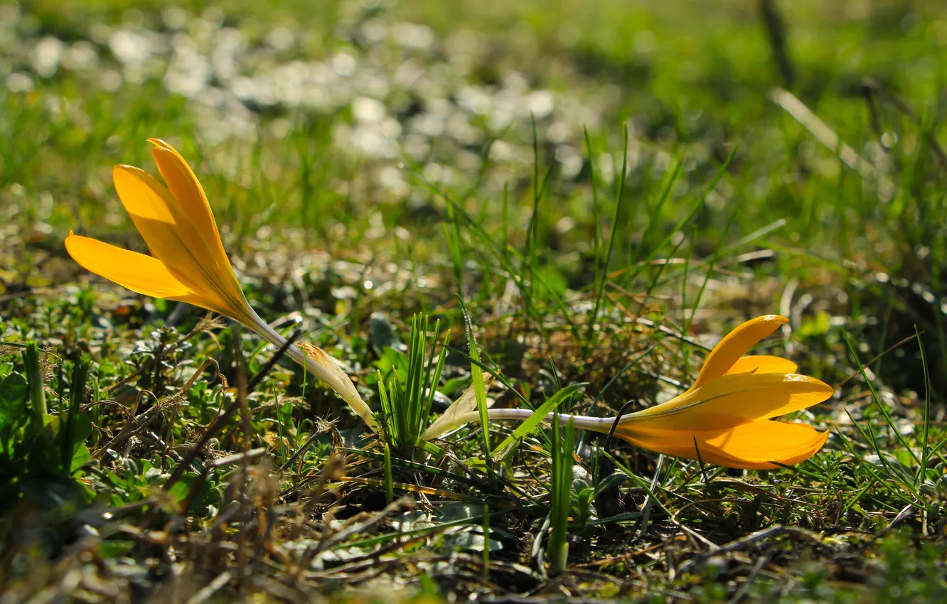 Wallpaper flower, spring, Crocus for mobile and desktop, section ...