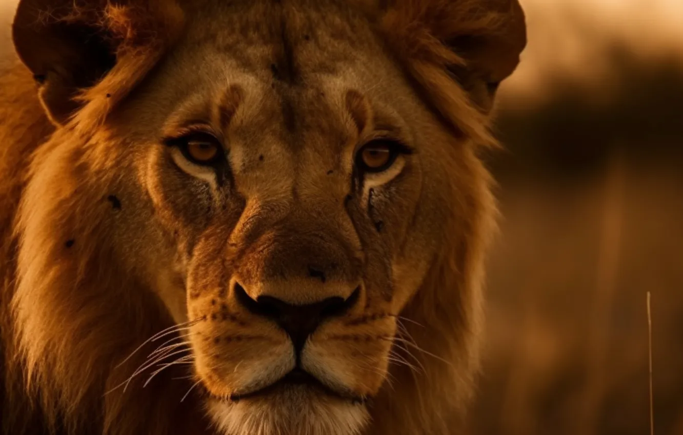 Wallpaper Look, Leo, Face, Predator, Front, Digital art, Big cat ...