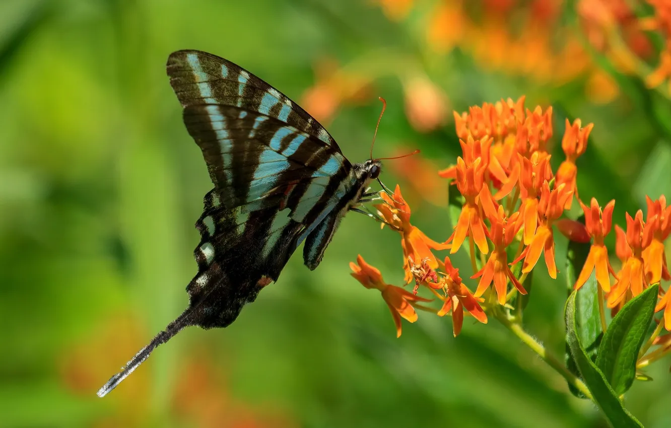 Wallpaper flowers, butterfly, wings, beautiful, closeup for mobile and ...