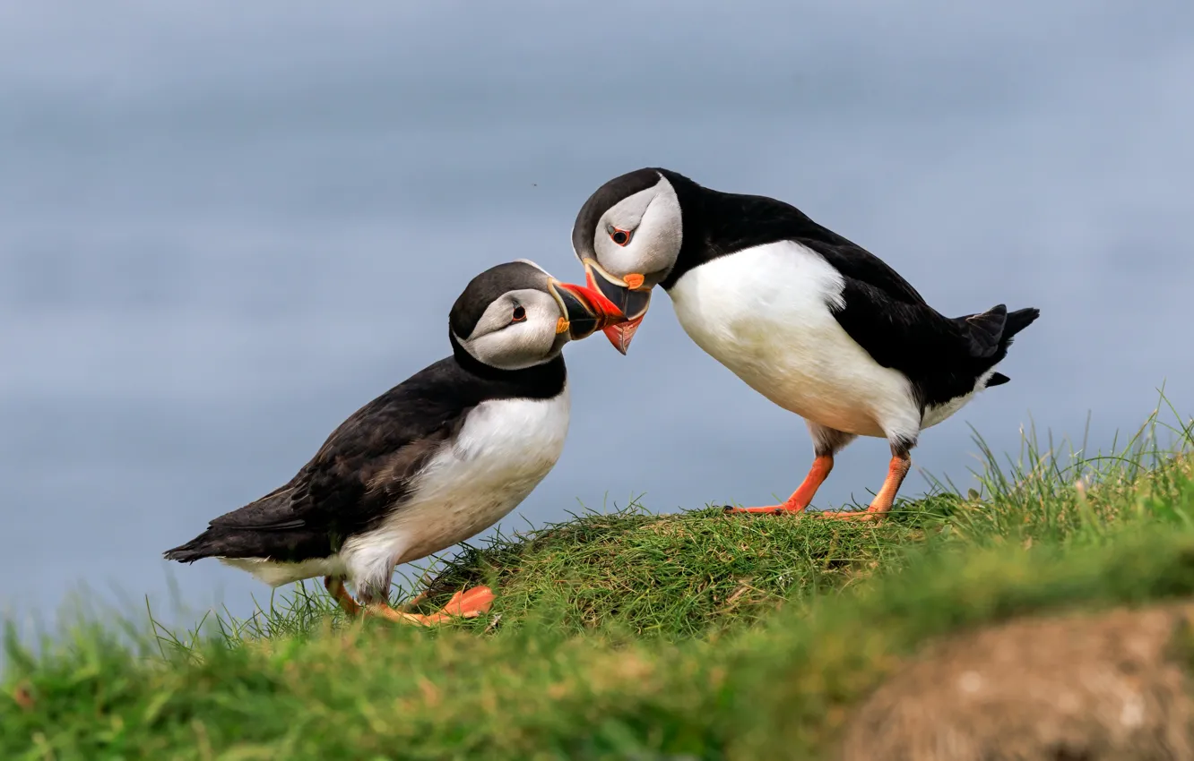 Wallpaper nature, pose, bird, stalled, Atlantic puffin, stubs for ...