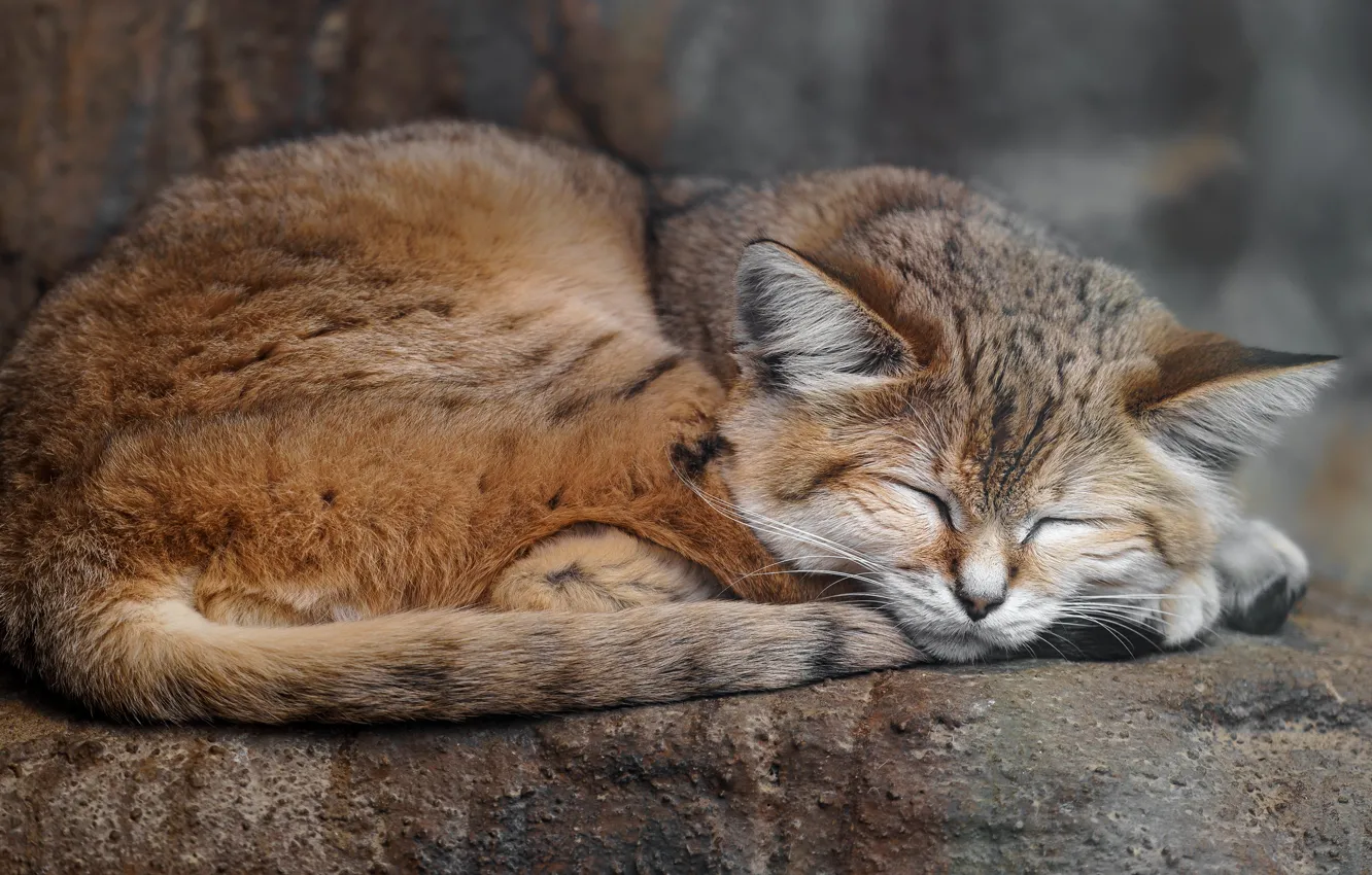 Wallpaper pose, sleep, sleeping, lies, wild cat, sand cat, The desert ...